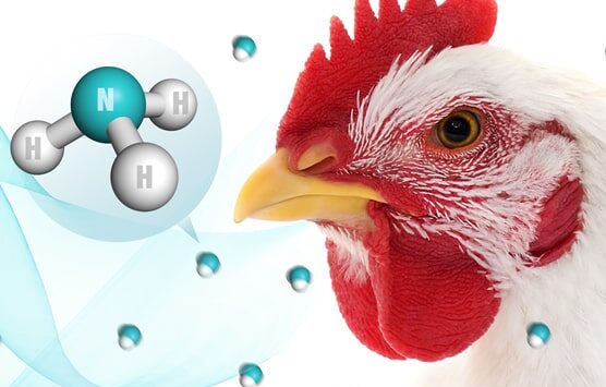 GN Good Nutrition | AGP Free Animal Feed Additives
